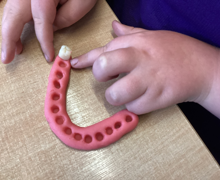 Year 4 Terrific Teeth - News - White Cliffs Primary