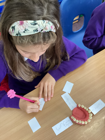 Year 4 Terrific Teeth - News - White Cliffs Primary